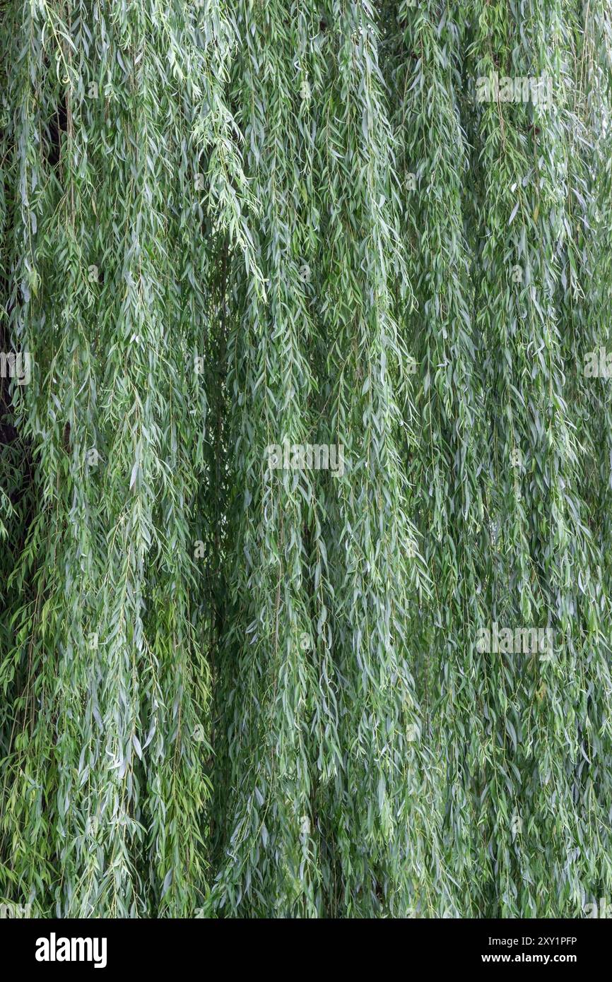 Hanging long willow branches. Natural background Stock Photo - Alamy