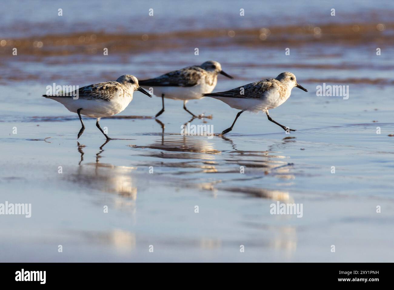Semipalmated sandpiper calidris feeding hi-res stock photography and ...