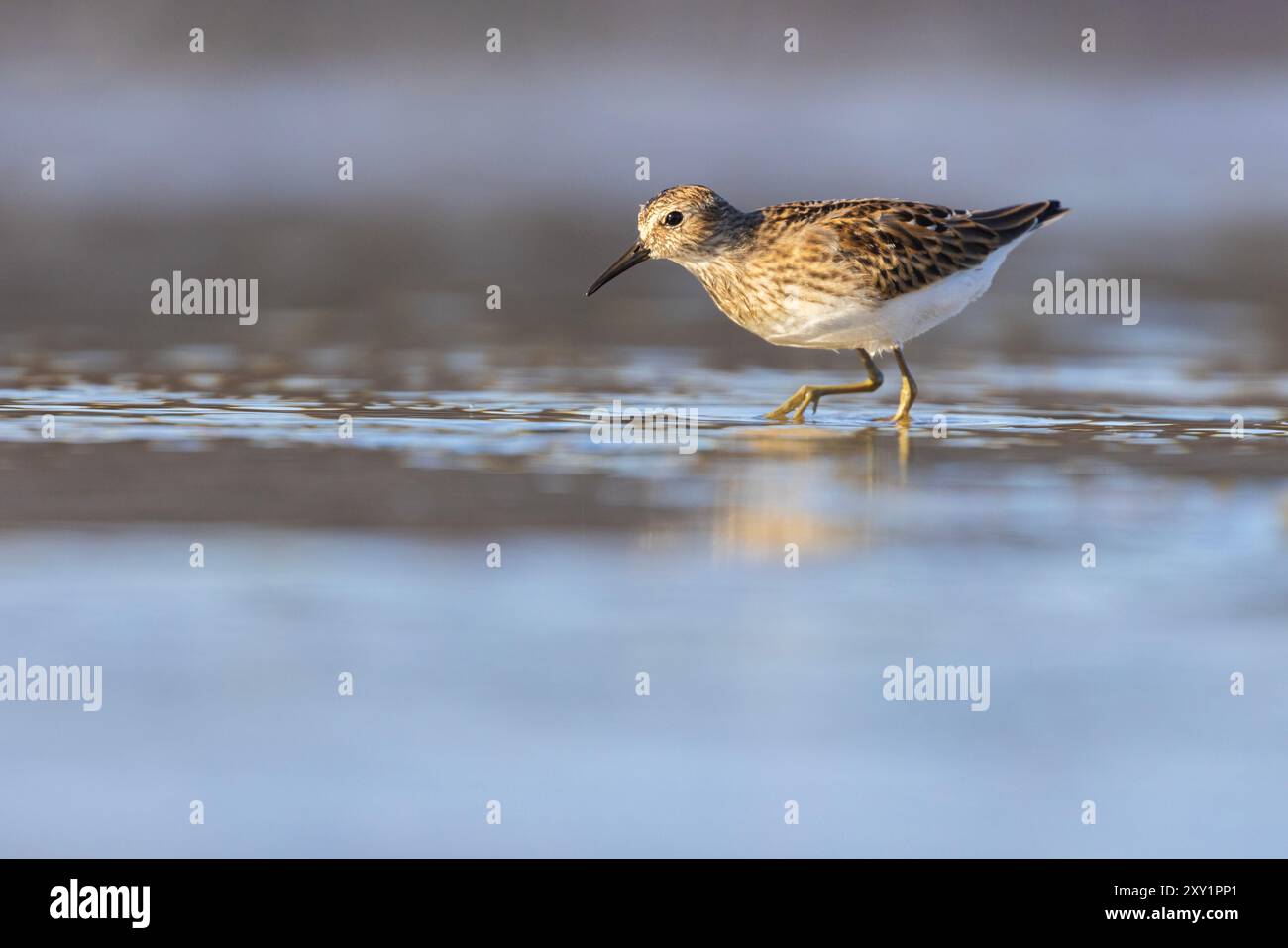 Least Sandpiper in autumn migration Stock Photo - Alamy