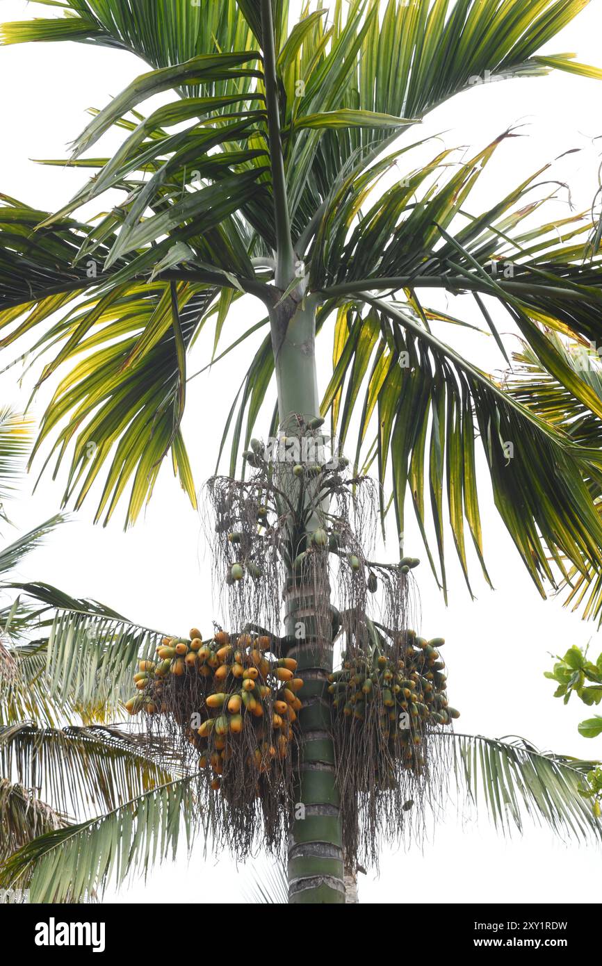 Betel (Areca catechu) is a palm native to southeastern Asia. Its fruits ...
