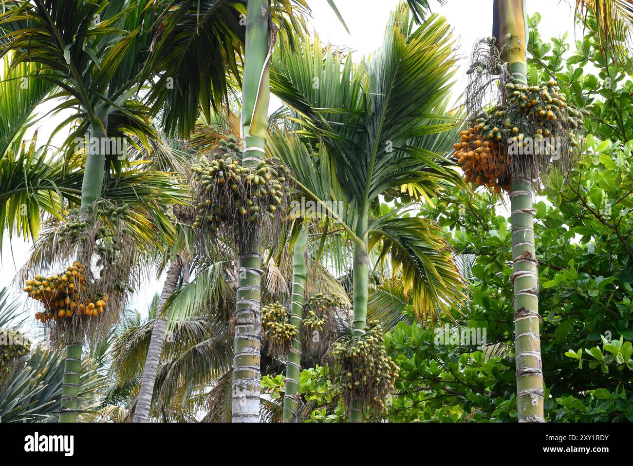 Betel (Areca catechu) is a palm native to southeastern Asia. Its fruits ...