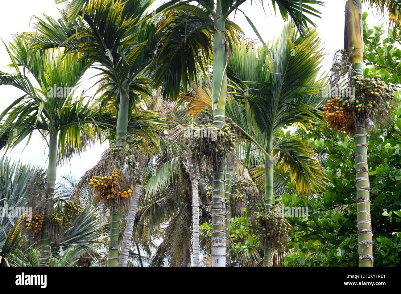 Betel (Areca catechu) is a palm native to southeastern Asia. Its fruits ...