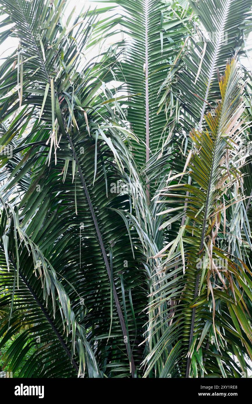 Chivila (Attalea colenda) is a palm native to Ecuador and Colombia ...