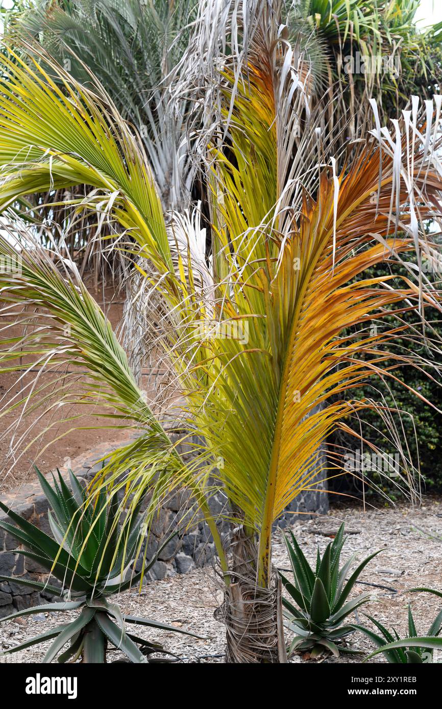Manarano palm (Beccariophoenix madagascariensis) is a palm native to ...