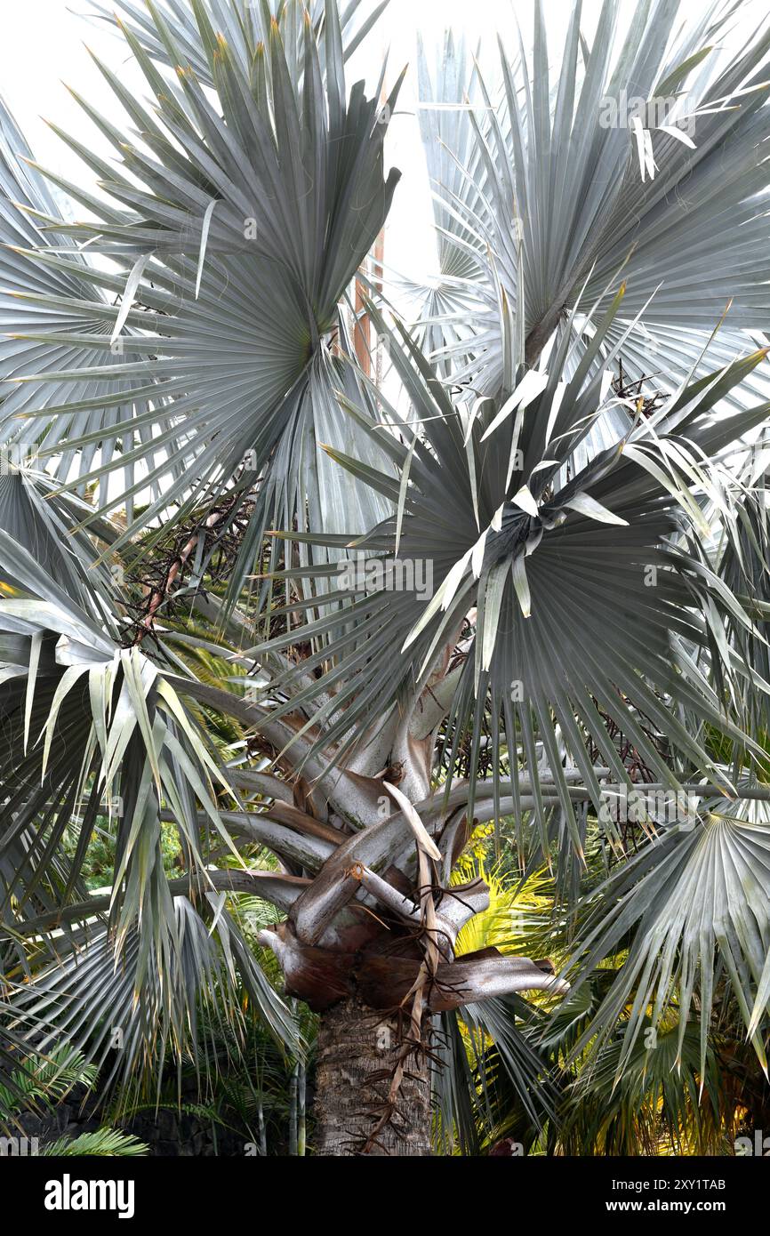 Bismarck palm (Bismarckia nobilis) is a palm endemic to Madagascar ...
