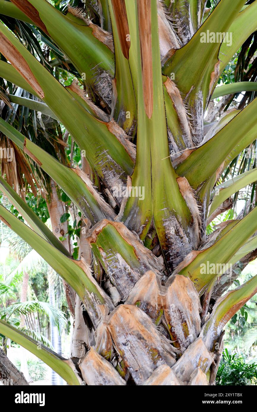 Talipot palm (Corypha umbraculifera) is a palm native to southern India ...