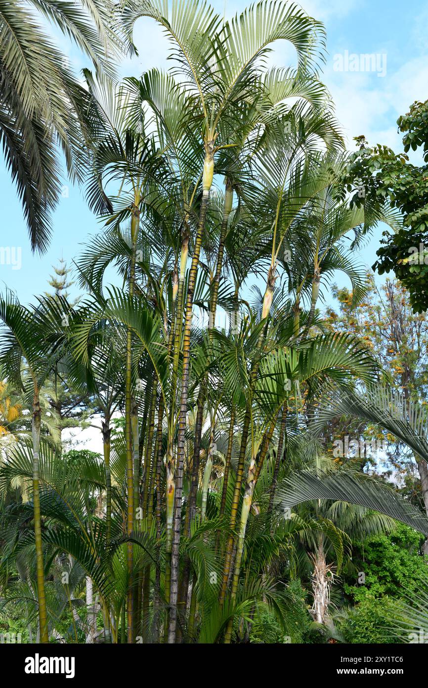 Bamboo palm or golden cane palm (Dypsis lutescens) is a palm native to ...