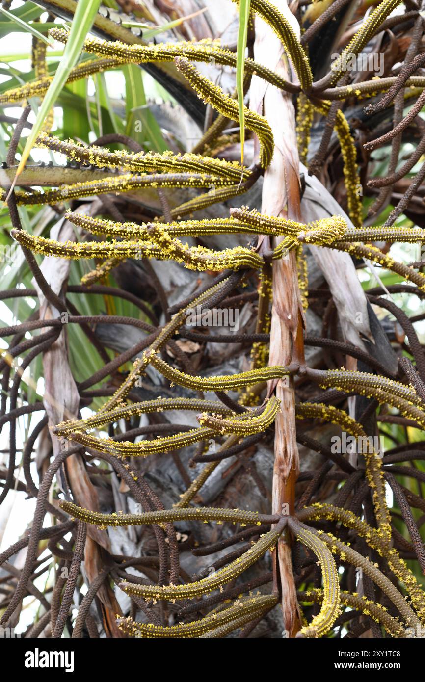 Arabian peninsula and northwestern africa hi-res stock photography and ...