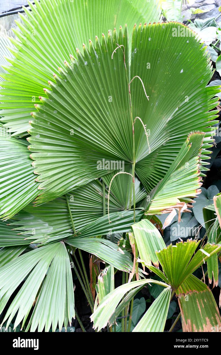 Sumawong's palm tree (Licuala peltata) is a palm netive to southern Asia Stock Photo - Alamy