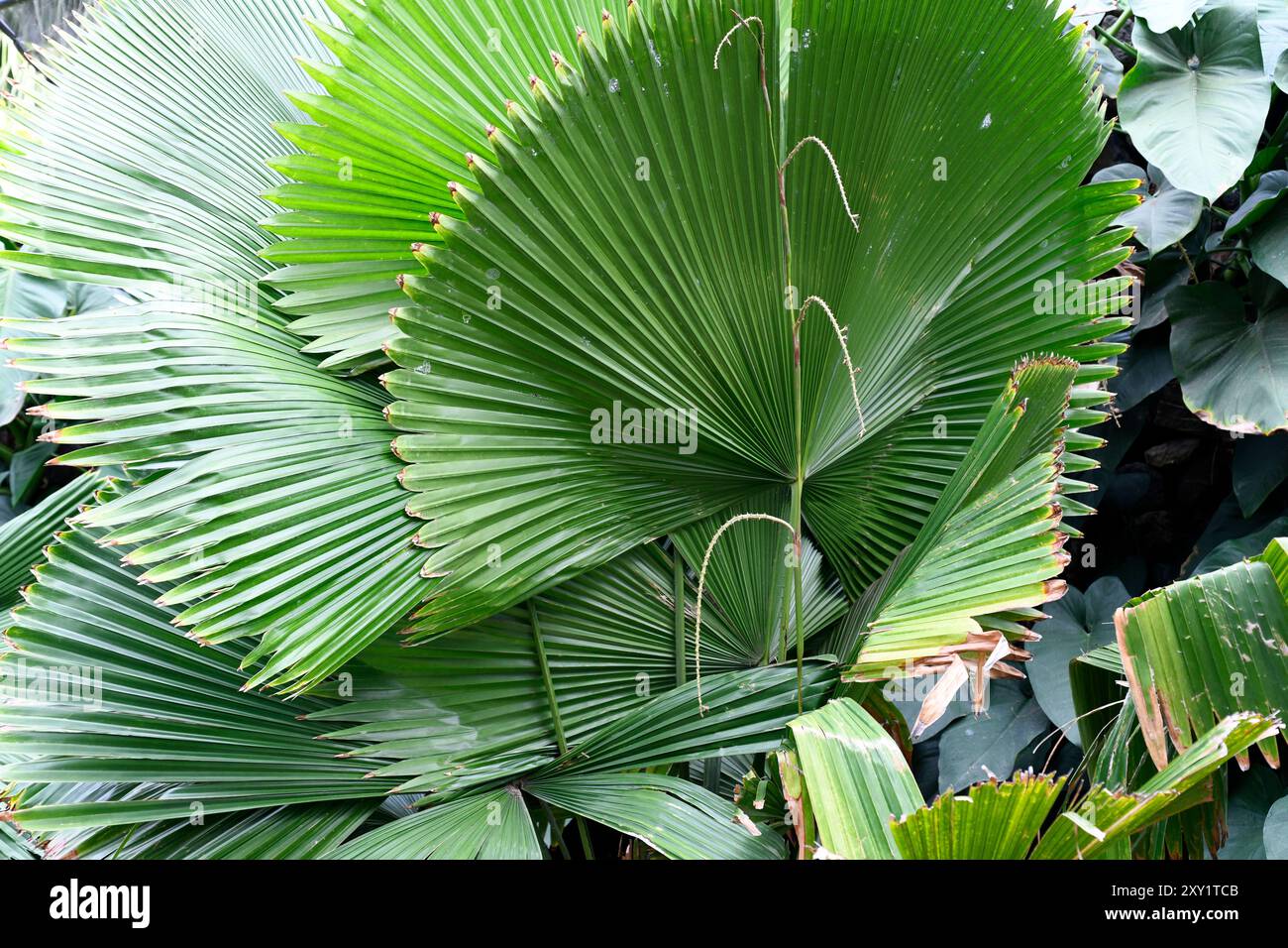 Sumawong's palm tree (Licuala peltata) is a palm netive to southern ...