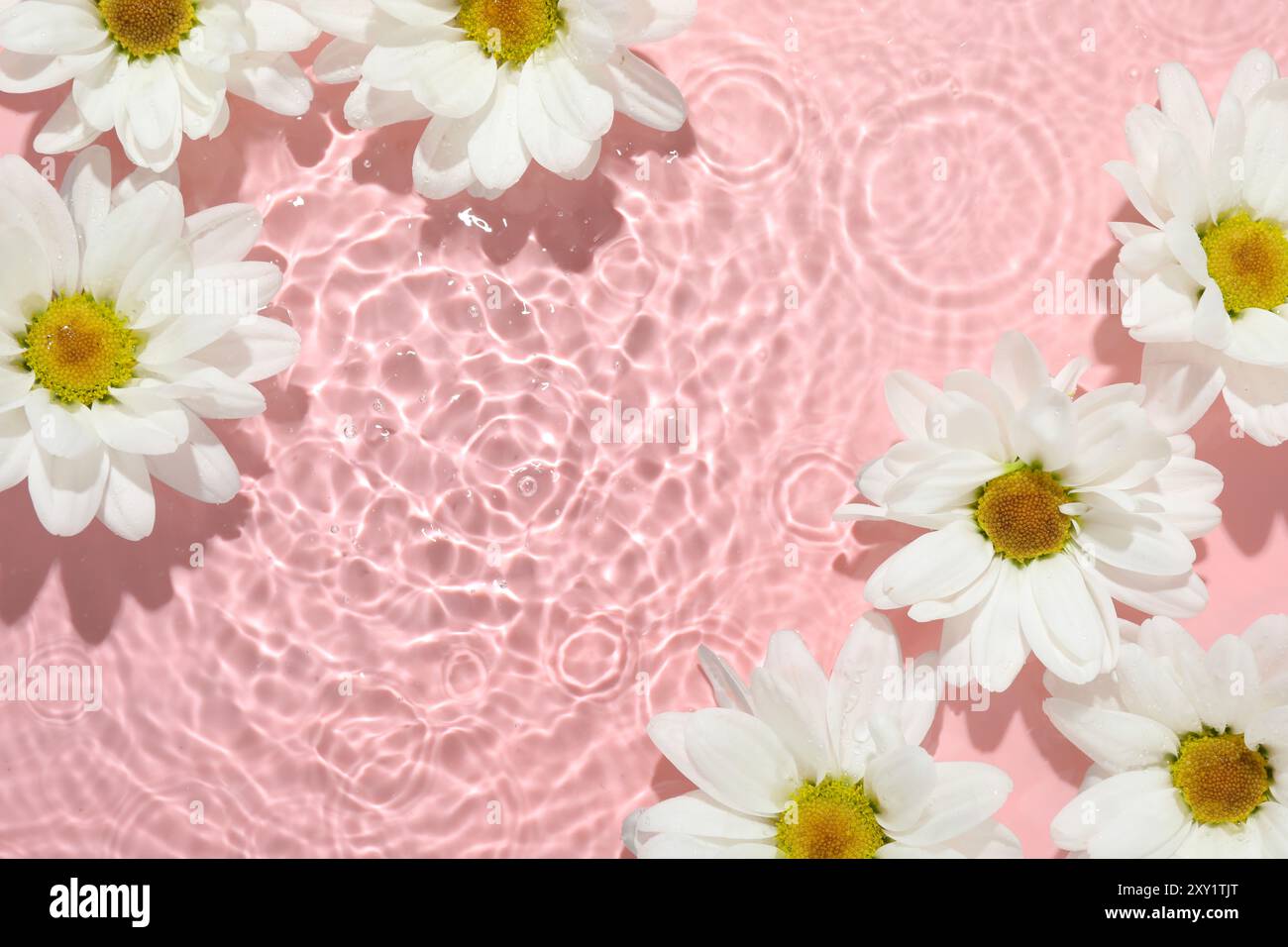 Beautiful daisy flowers in water on pink background, top view. Space ...