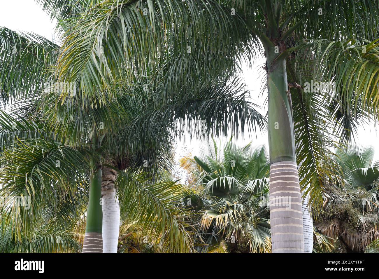 Psudophoenix vinifera hi-res stock photography and images - Alamy