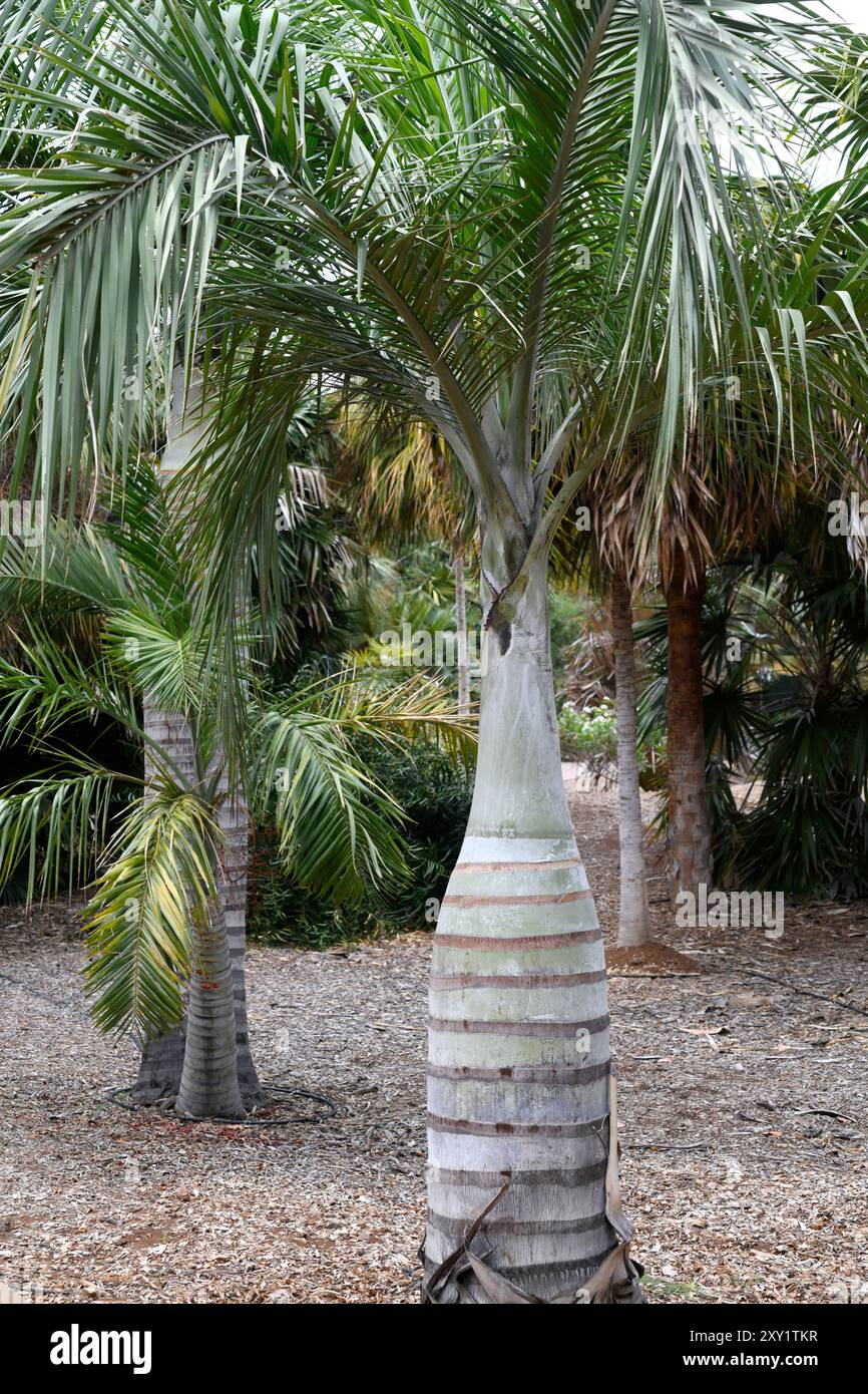 Psudophoenix vinifera hi-res stock photography and images - Alamy