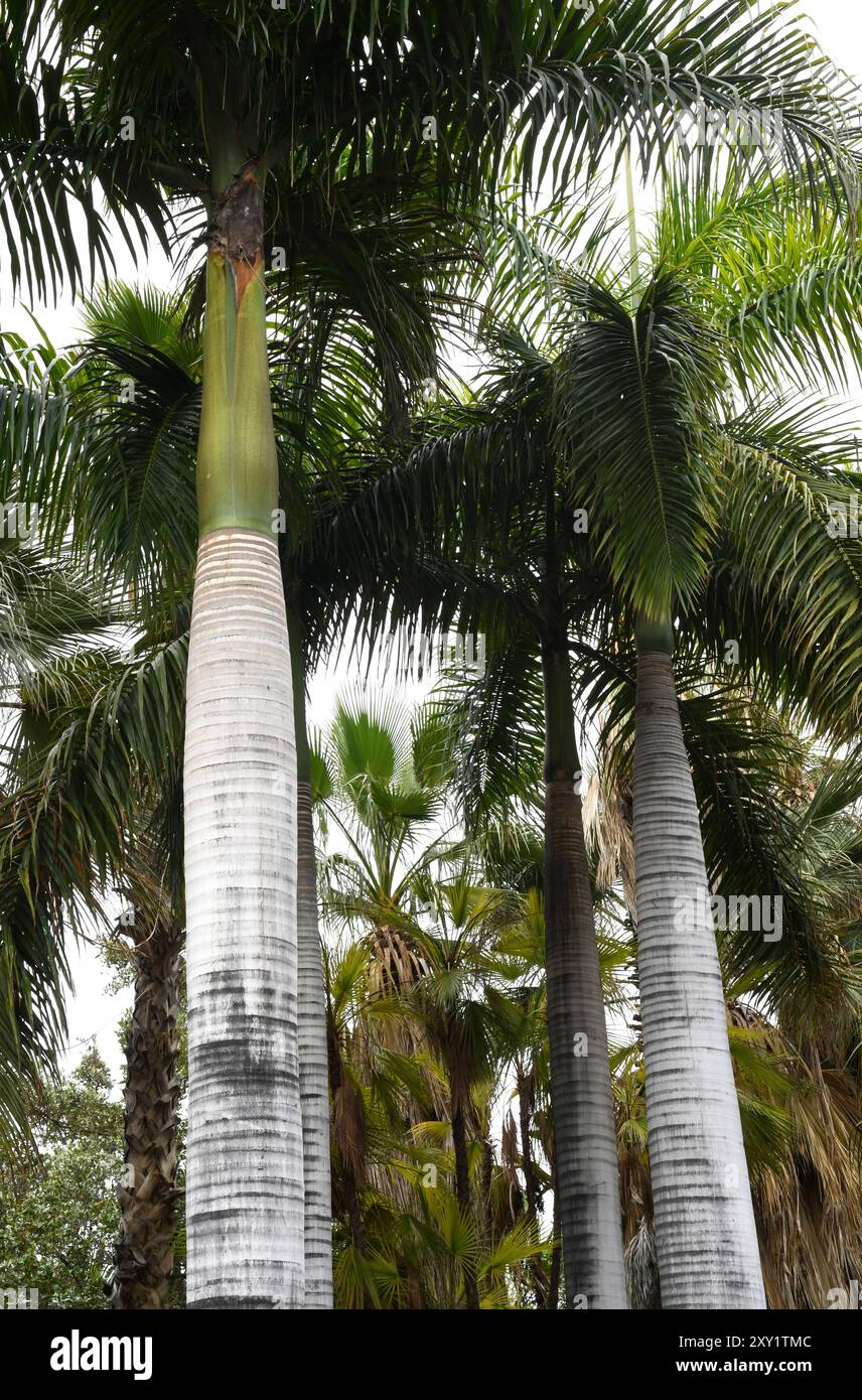 Royal palm (Roystonea regia) is a palm native to Caribbean, Mexico and Florida Stock Photo - Alamy