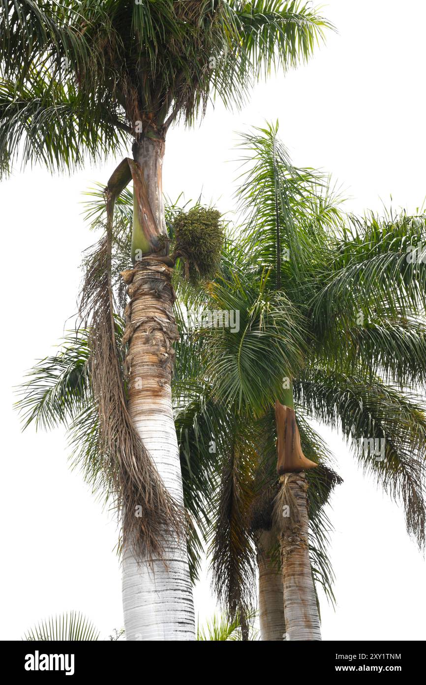 Royal palm (Roystonea regia) is a palm native to Caribbean, Mexico and Florida Stock Photo - Alamy