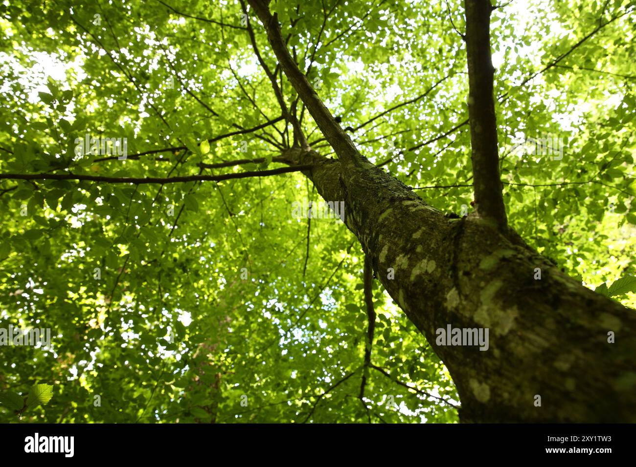 Beautiful green tree growing in forest, bottom view Stock Photo - Alamy
