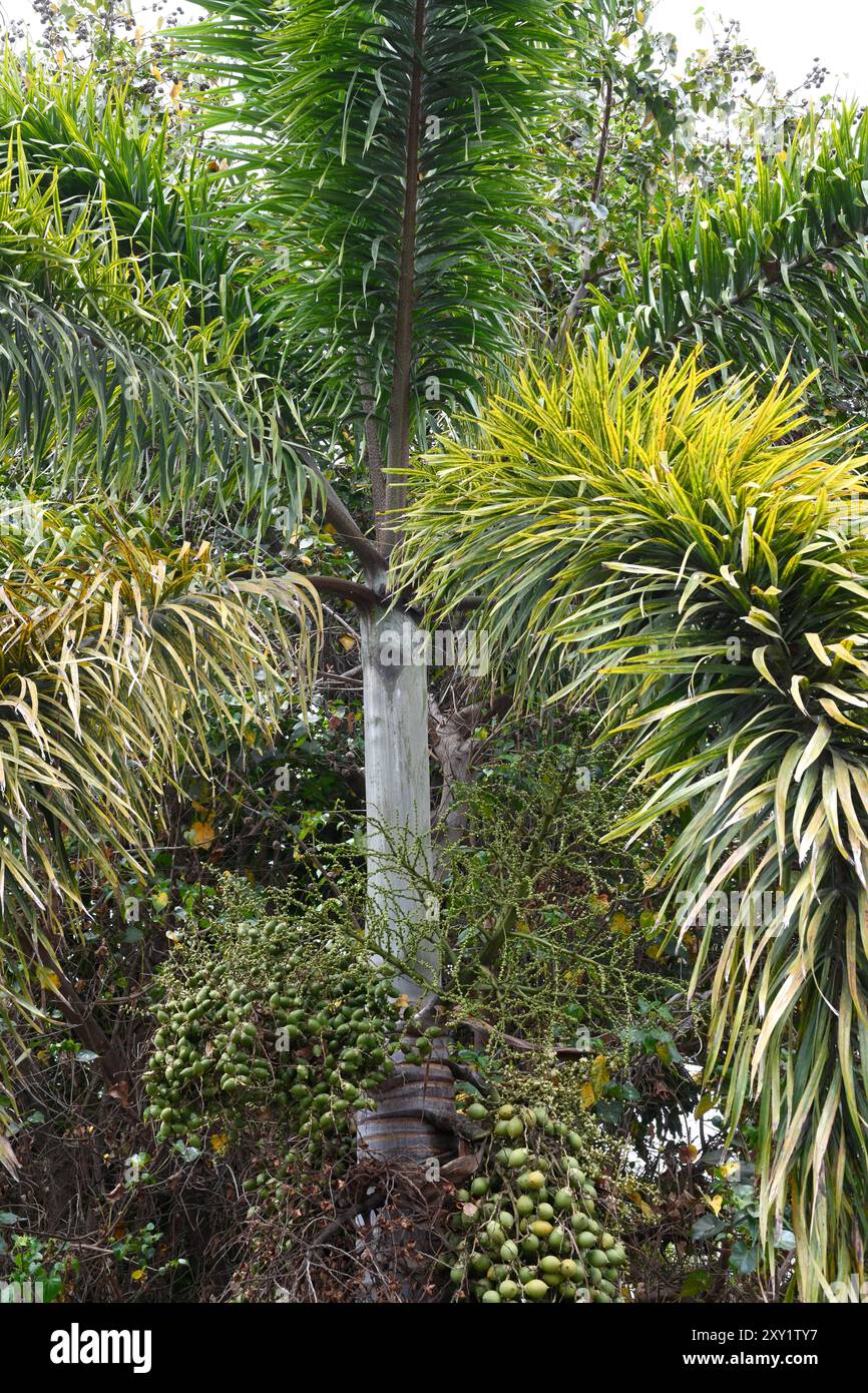 Foxtail palm (Wodyetia bifurcata) is a palm native to Australia Stock ...