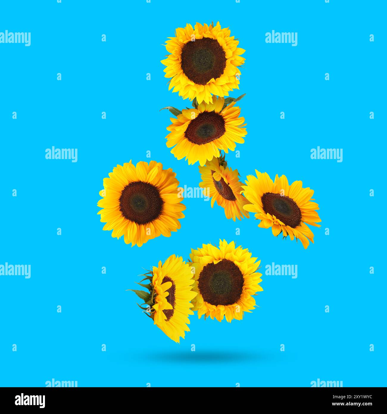 Vibrant sunflowers falling on light blue background Stock Photo - Alamy