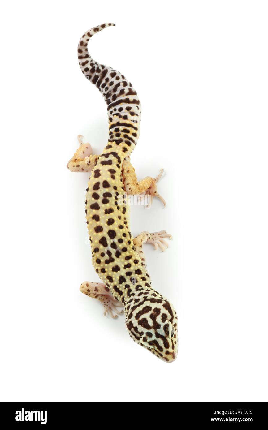 One gecko animal isolated on white, top view Stock Photo - Alamy