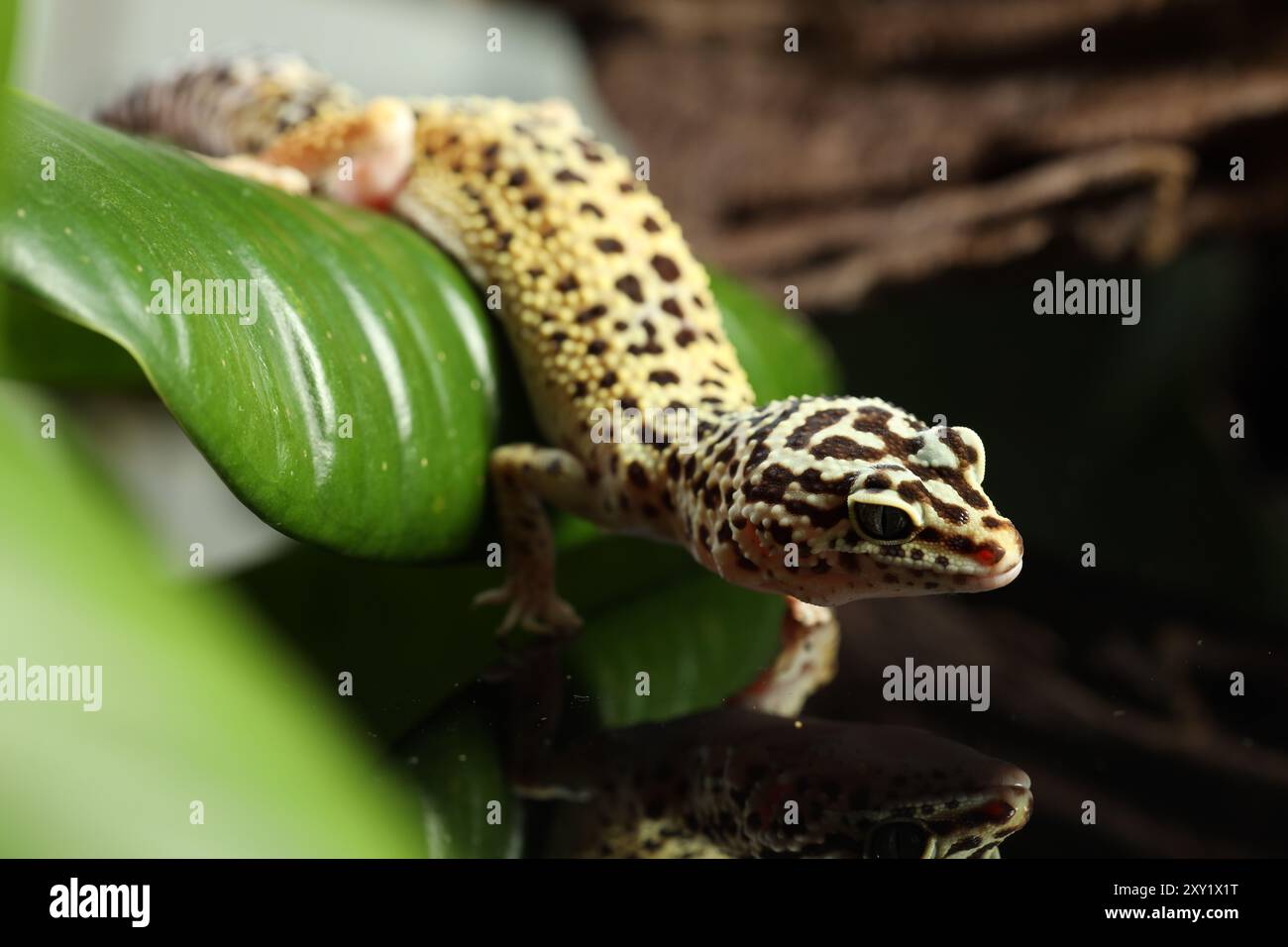 Gecko and surface hi-res stock photography and images - Alamy