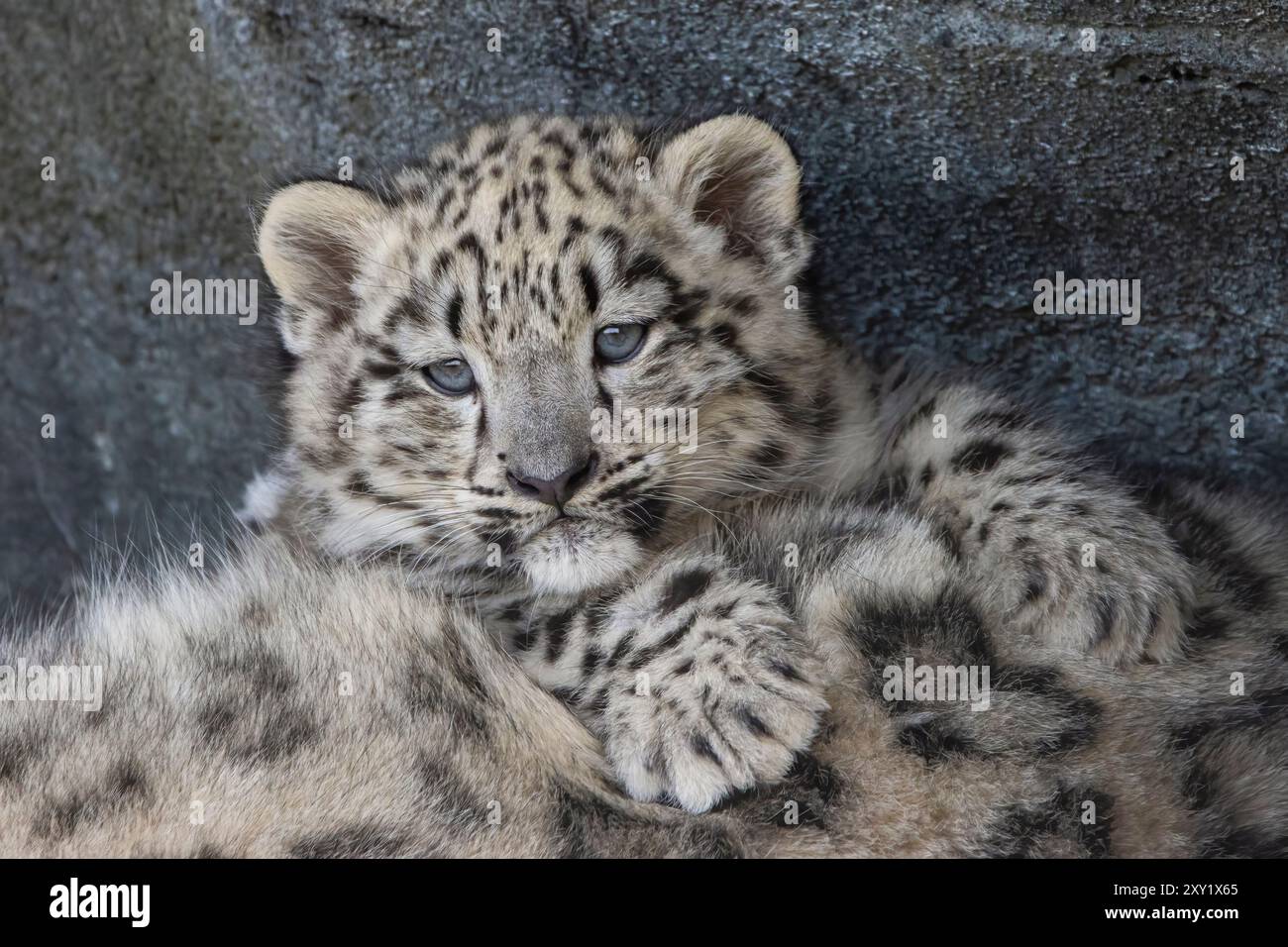 snow leopard cub Stock Photo - Alamy