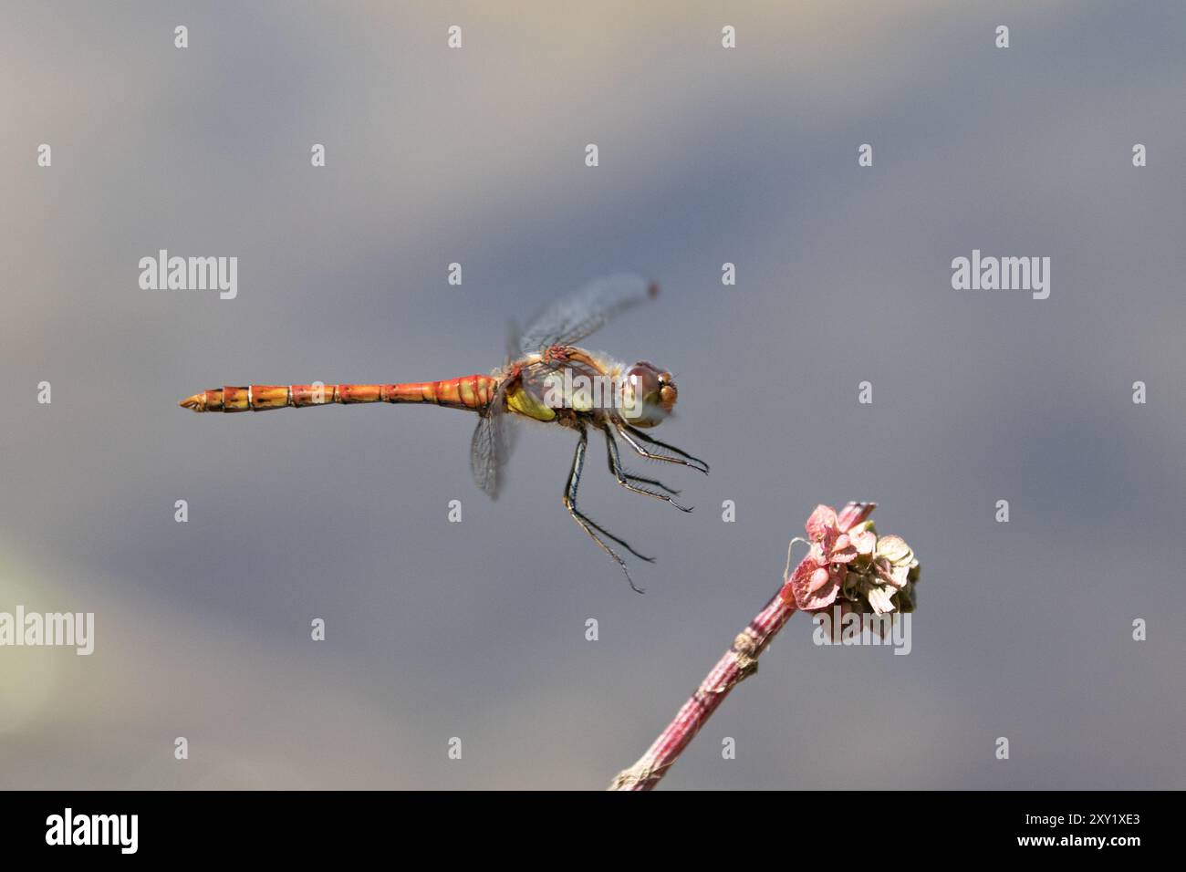 In flight dragonfly hi-res stock photography and images - Alamy
