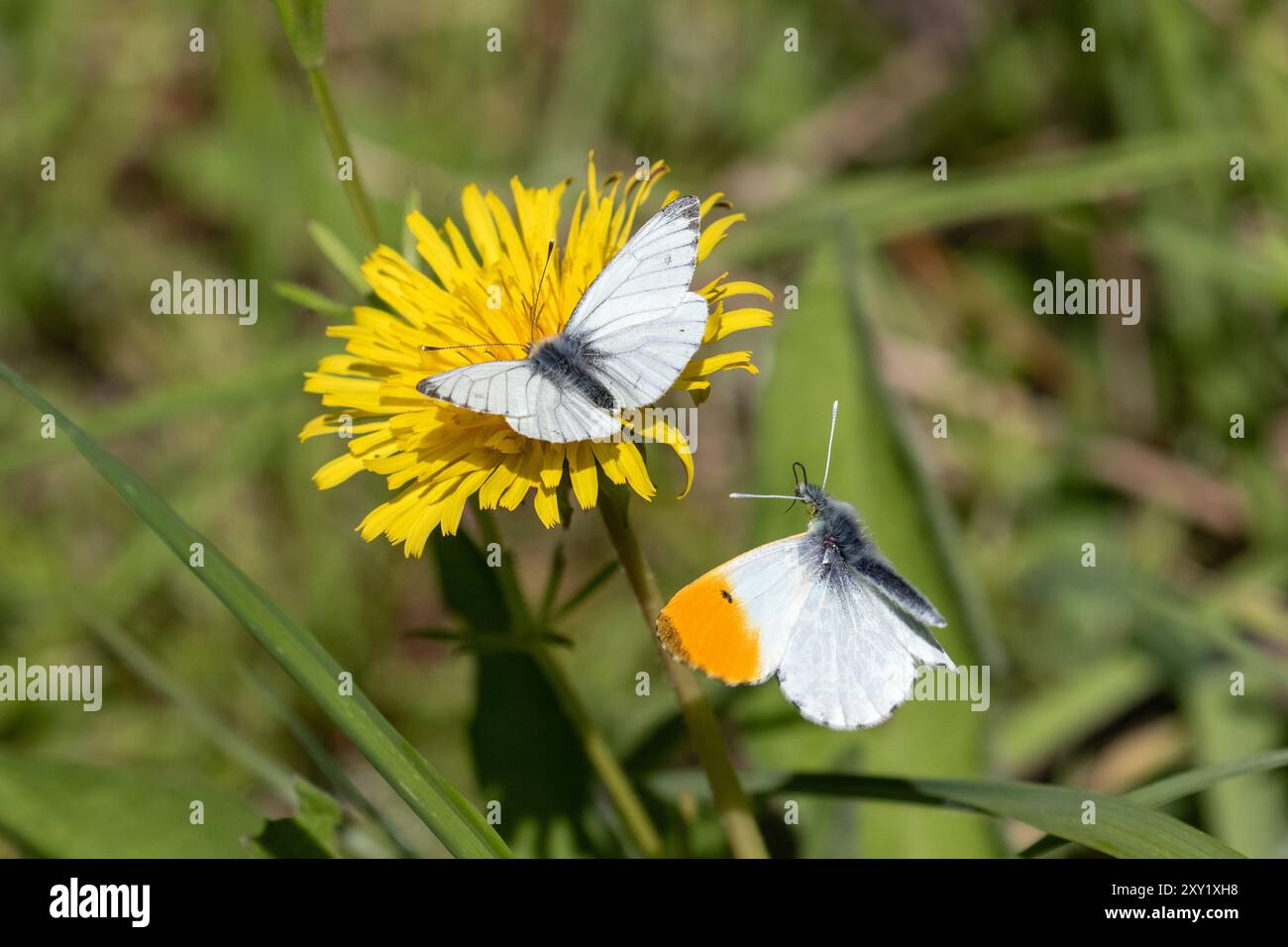 Orange-tip butterflies in flight Stock Photo - Alamy