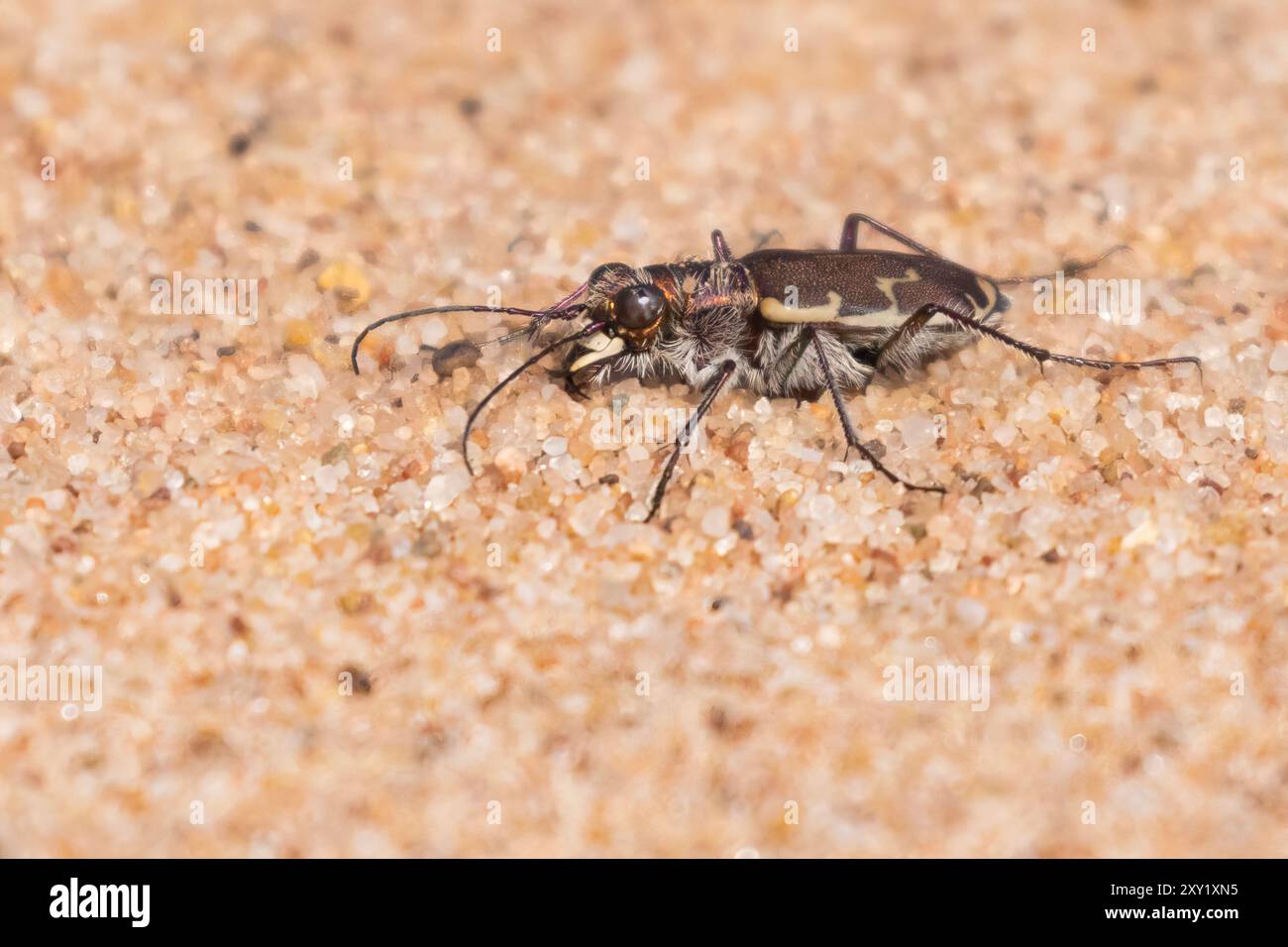 Cicindela repanda, commonly known as the bronzed tiger beetle or common ...