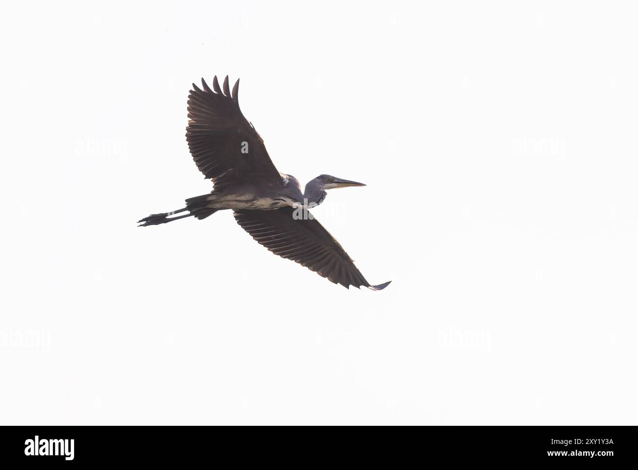 Green grey river Cut Out Stock Images & Pictures - Alamy