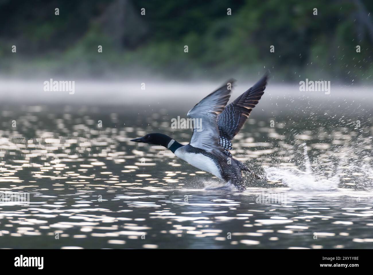 Loon bay hi-res stock photography and images - Alamy