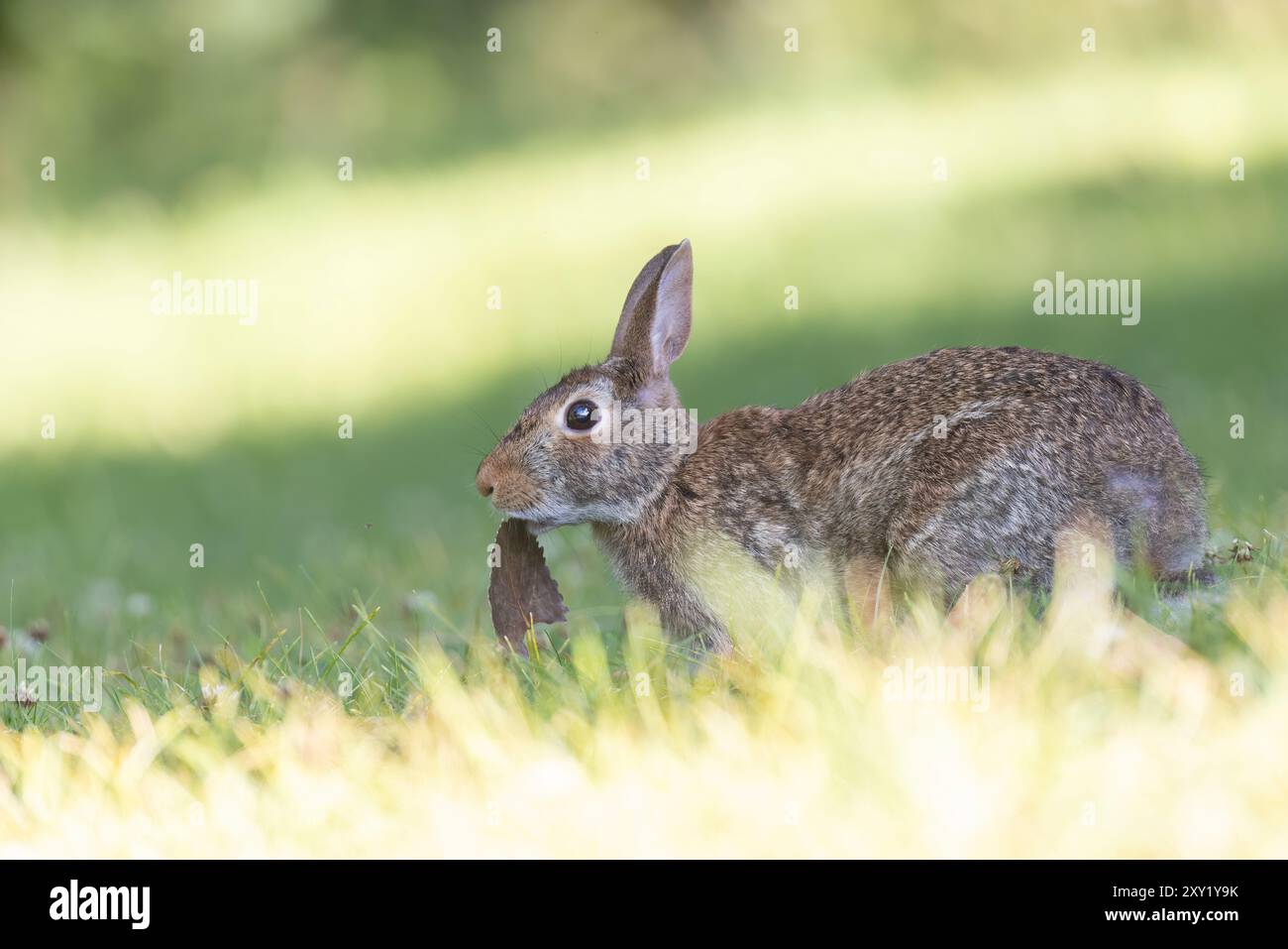 Sylvilagus floridanus hiding hi-res stock photography and images - Alamy