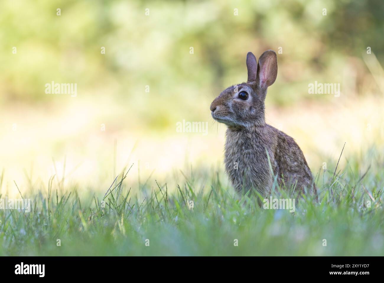 eastern cottontail (Sylvilagus floridanus) in summer Stock Photo - Alamy