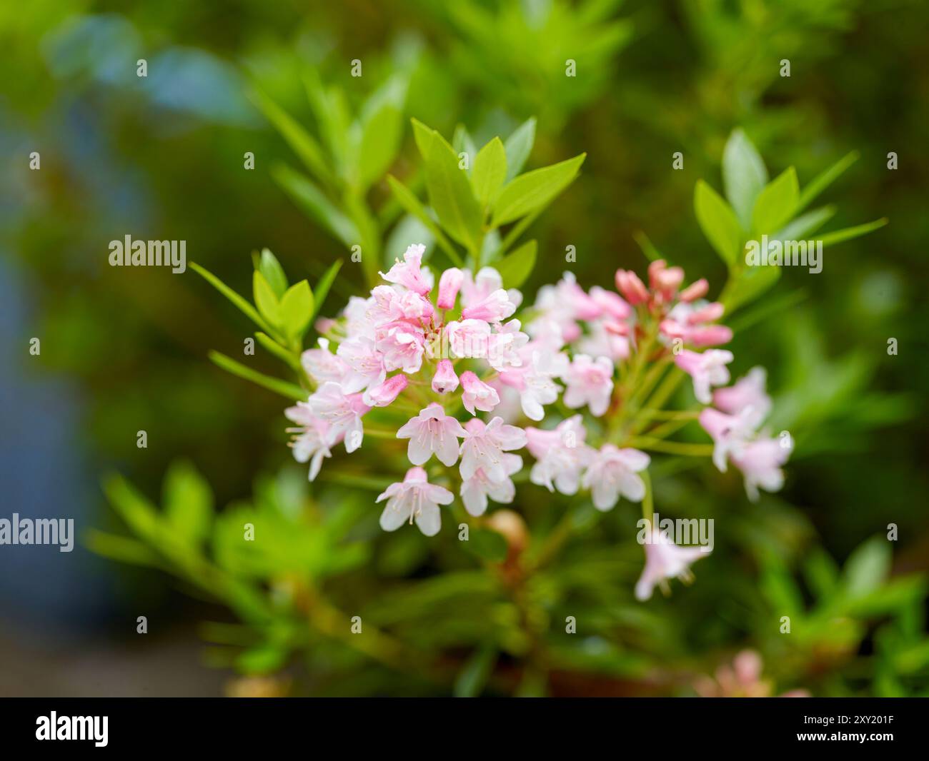 Natural close up flowering plant portrait of petite Rhododendron ...