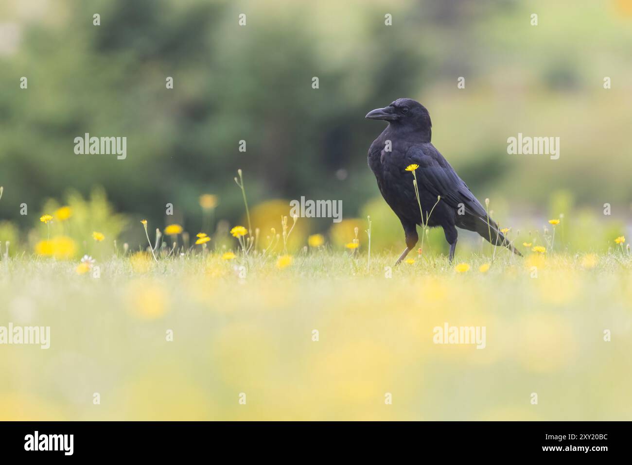 American crow (Corvus brachyrhynchos) in meadow full of yellow flowers ...