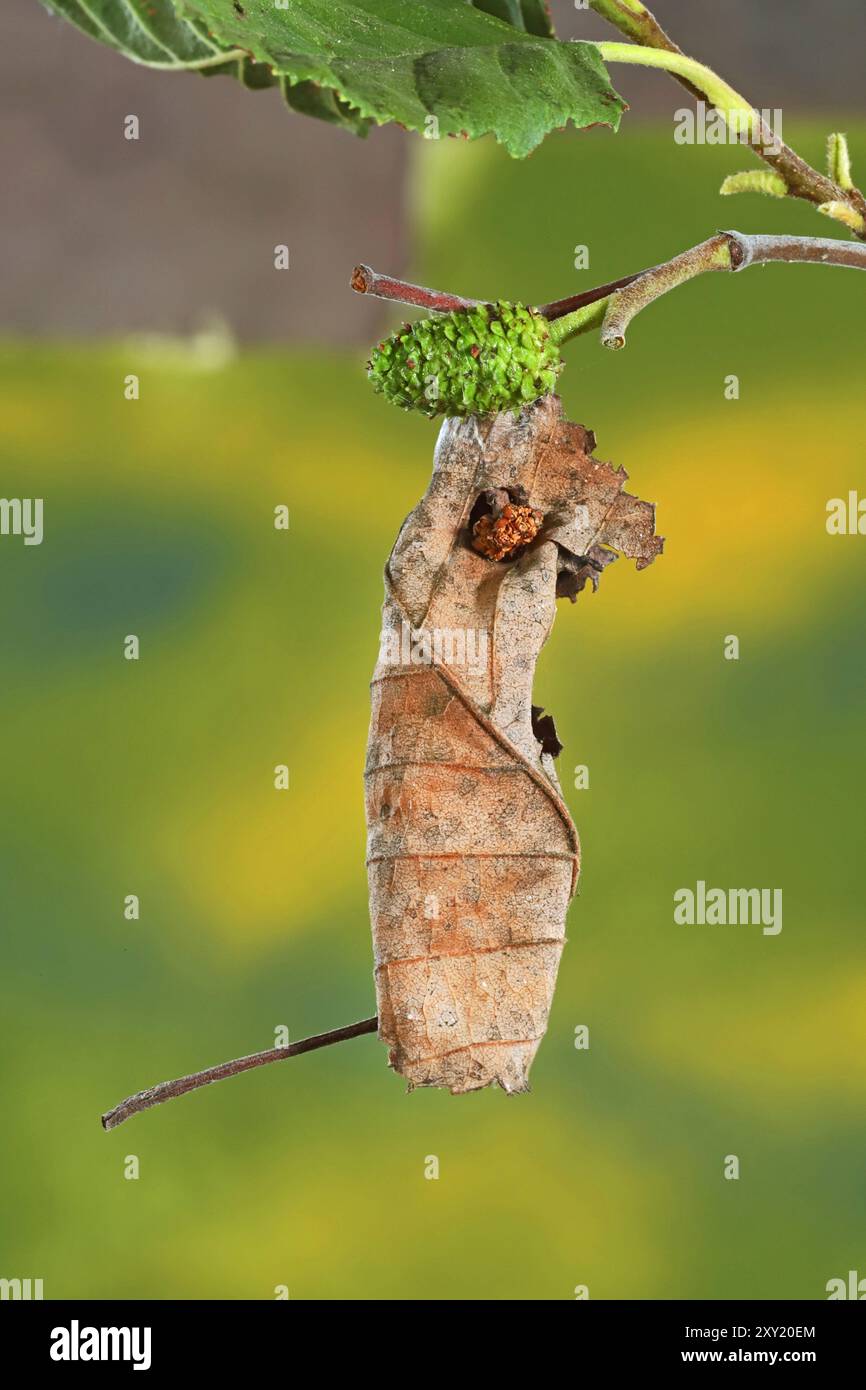 Cocoon of a moth, made from silk and a curled leaf, hanging from a ...