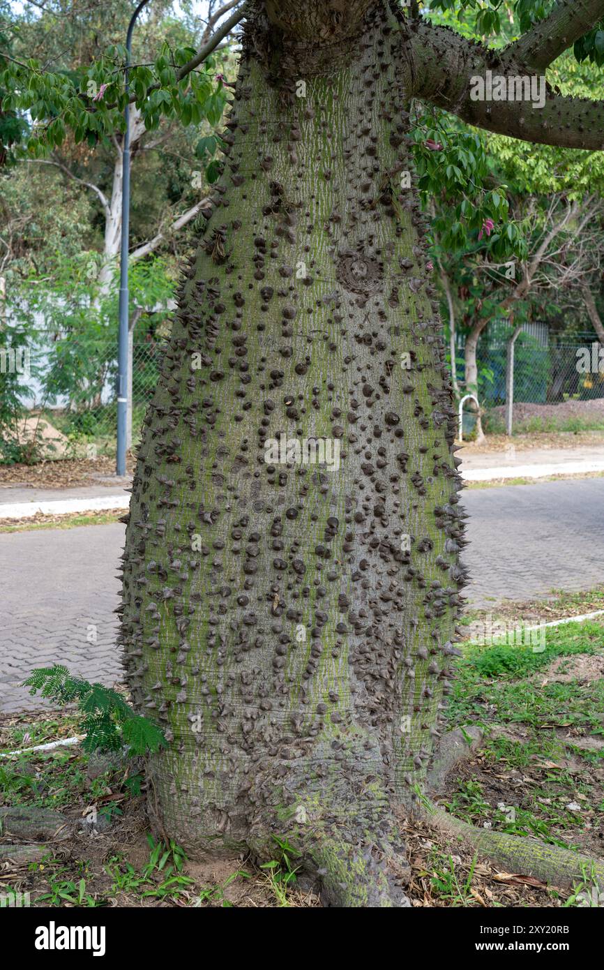 The prickly, swollen trunk of a Silk Floss Tree, Ceiba speciosa, in ...