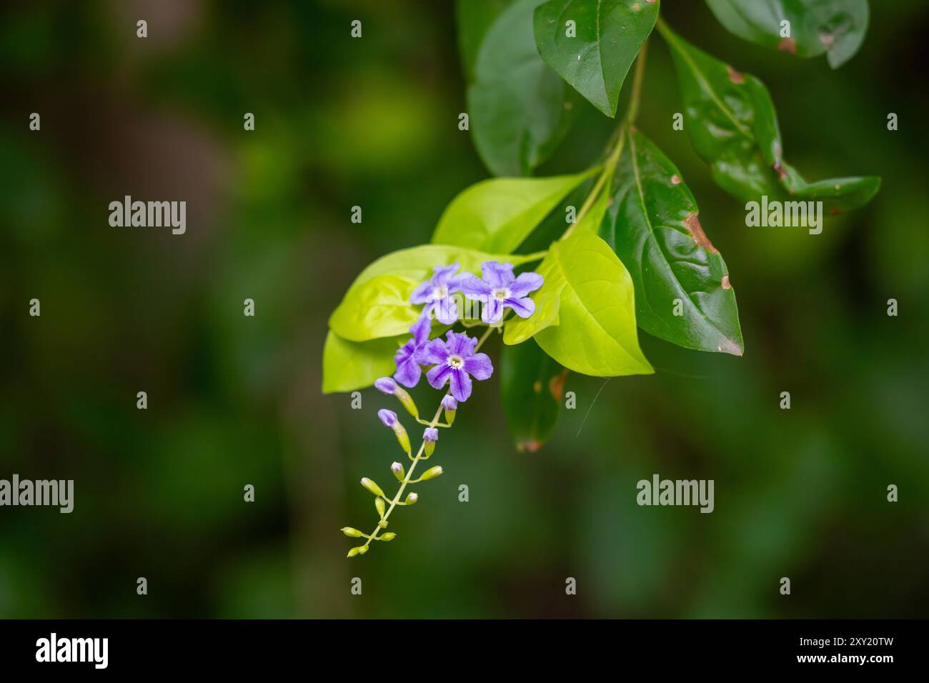 Flowers of the Duranta bush, Duranta erecta, in a hotel garden in ...