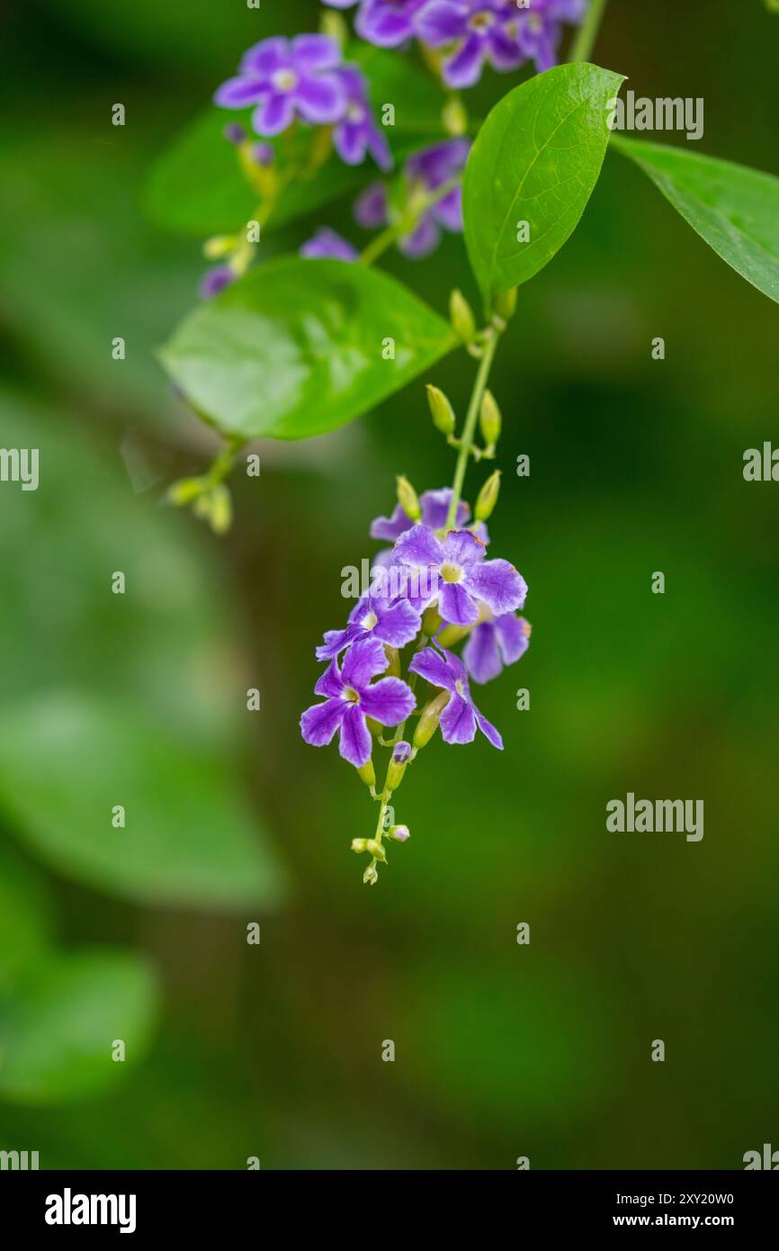 Flowers of the Duranta bush, Duranta erecta, in a hotel garden in ...