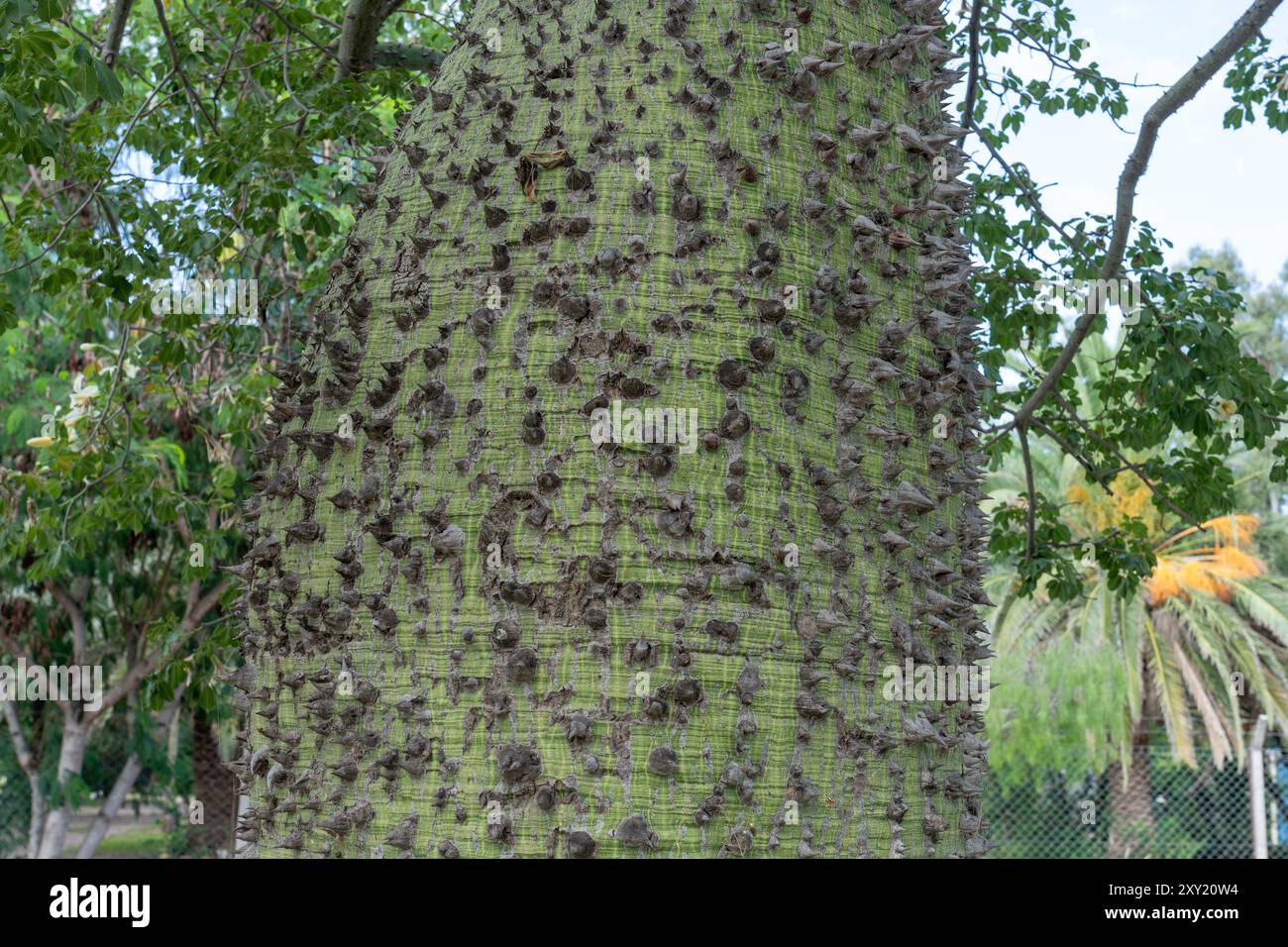 The prickly, swollen trunk of a Silk Floss Tree, Ceiba speciosa, in ...