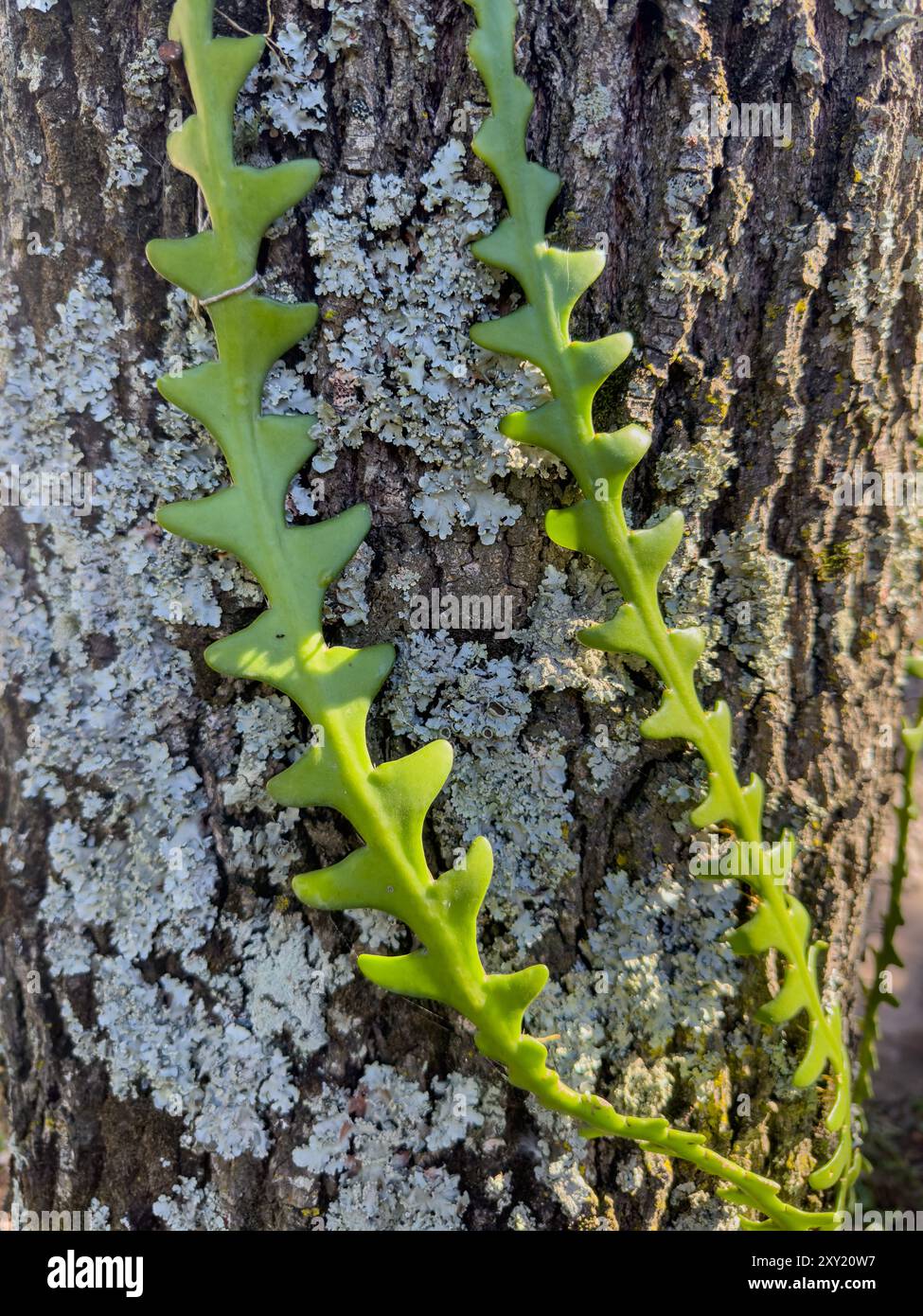 Fishbone cactus selenicereus anthonyanus hi-res stock photography and ...