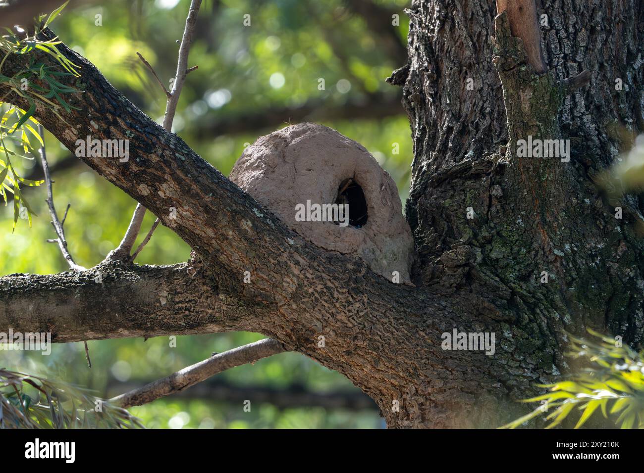 The mud nest of a Rufous Hornero, Furnarius rufus, in a tree in ...