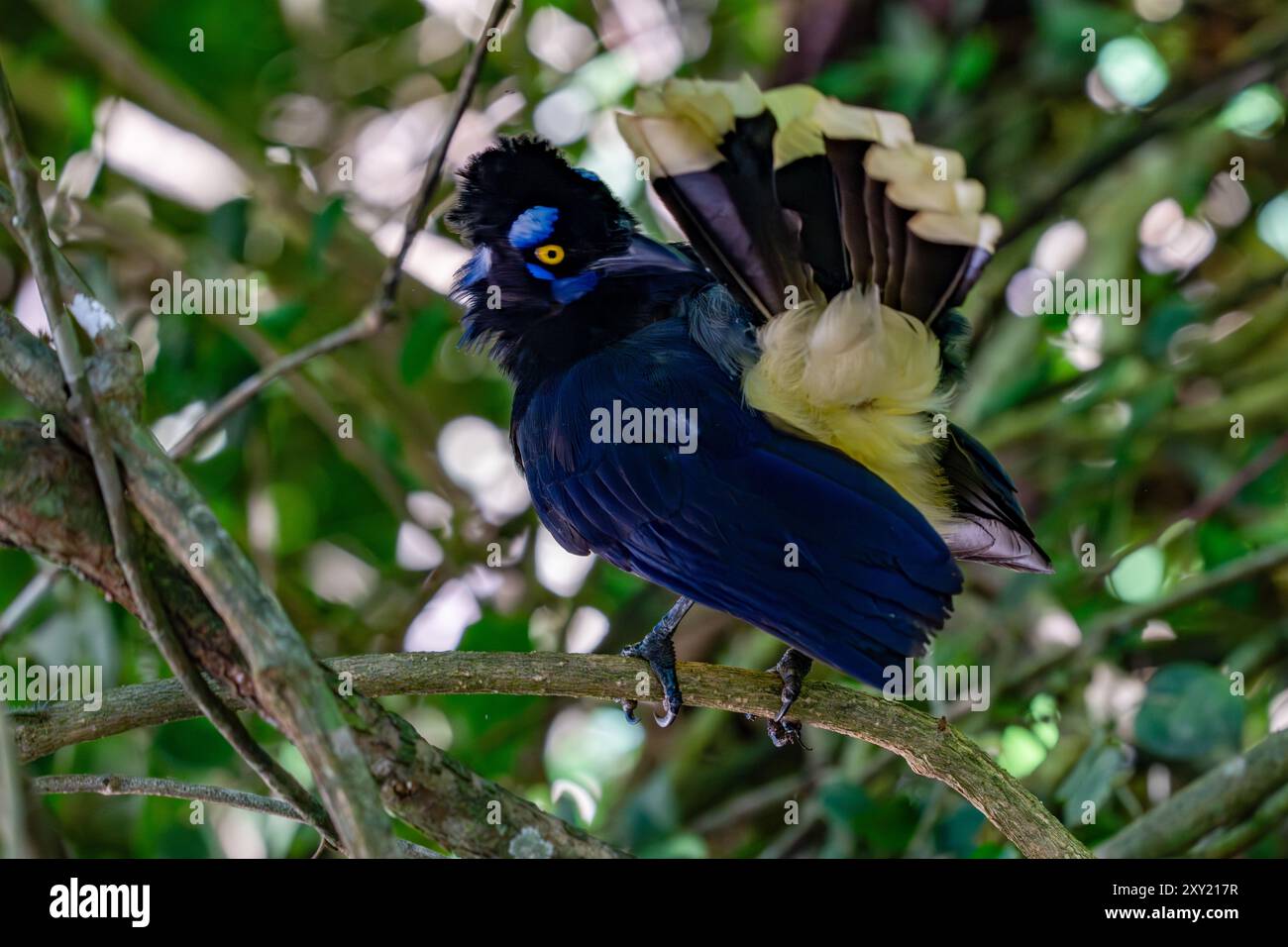 A Plush-crested Jay, Cyanocorax chrysops, preens in a tree in Calilegua National Park in ...