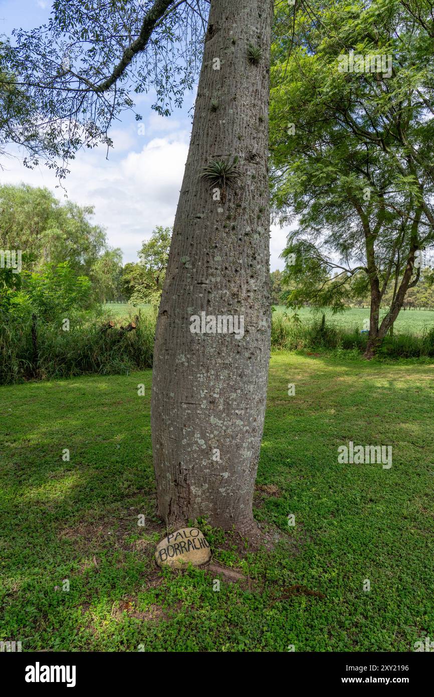 A Silk Floss or Palo Borracho Tree, Cieba speciosa, at Posta de Yatasto ...