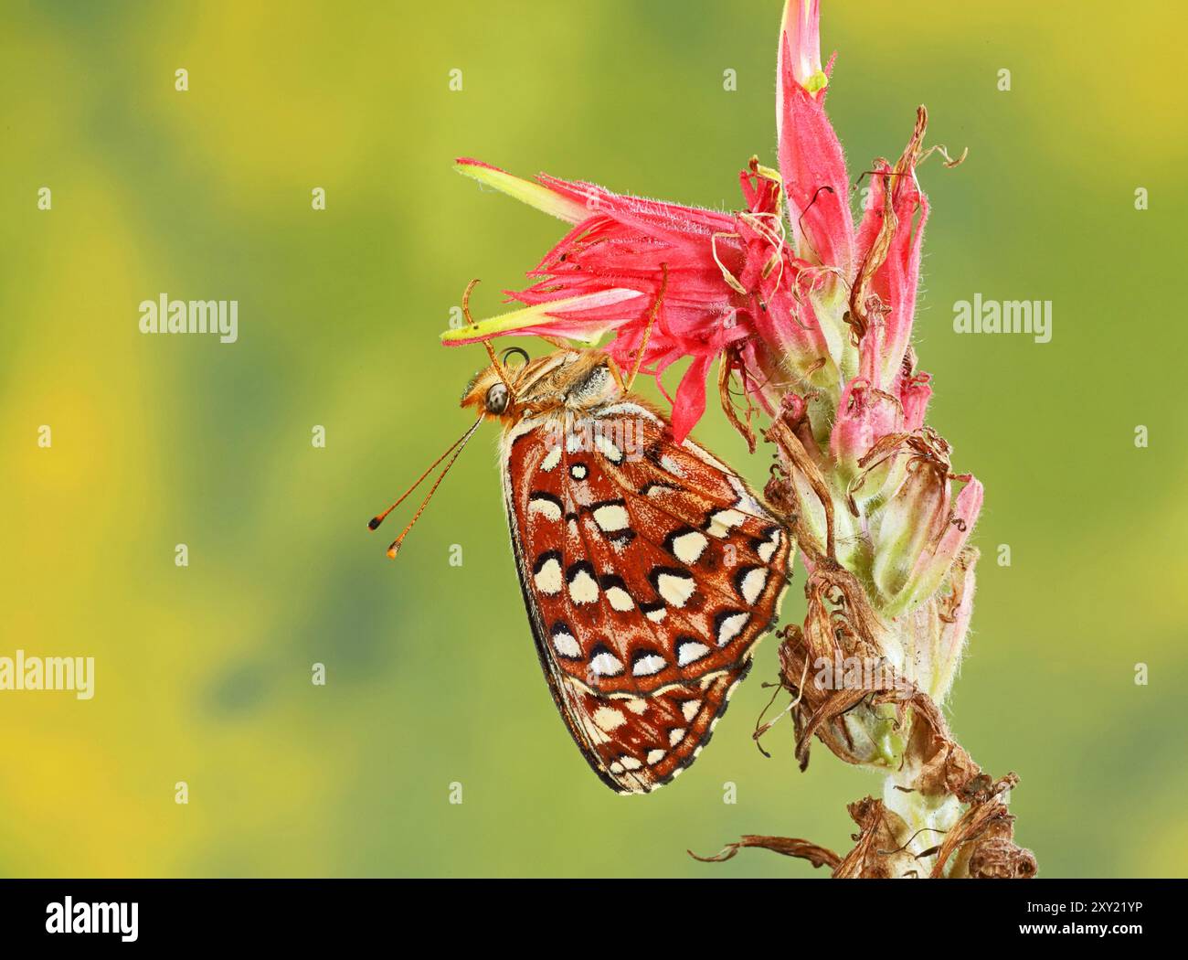 Detail of a Northwestern Fritillary butterfly, Speyeria hesperis ...