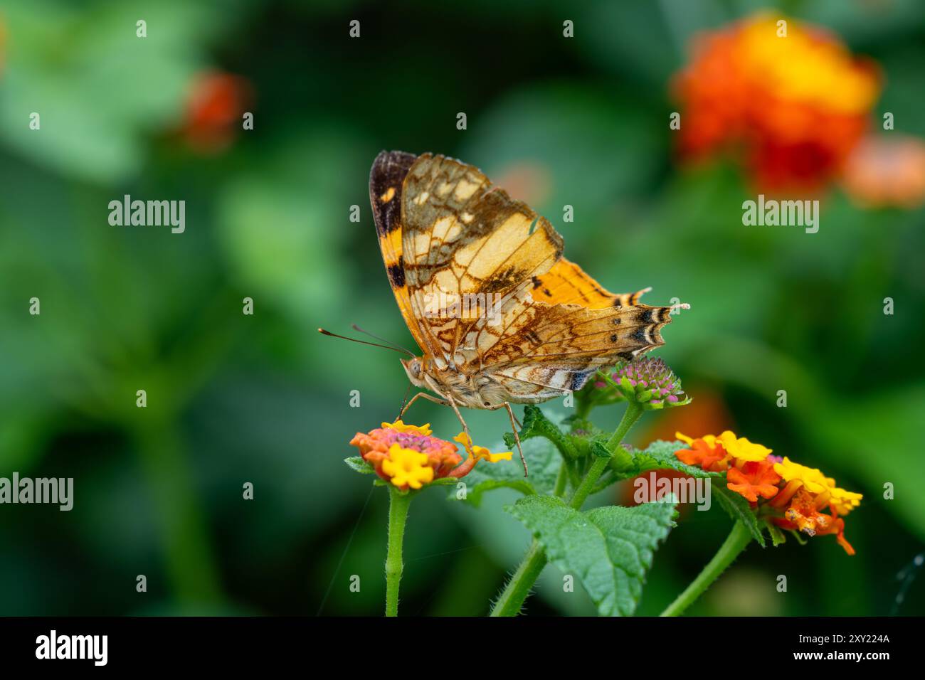 An Orange Mapwing butterfly, Hypanartia lethe, feeding on the flowers ...