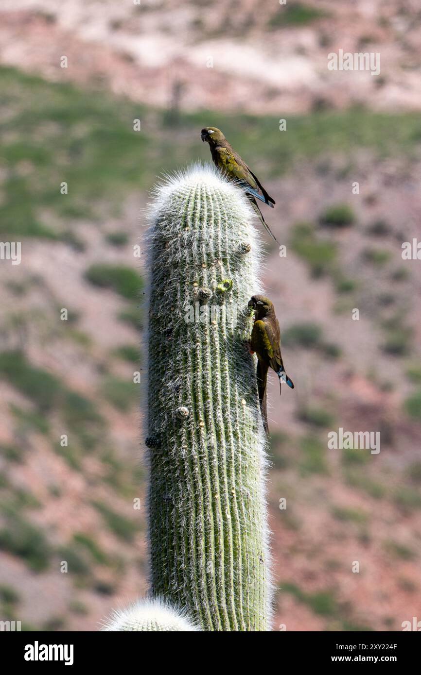 A Burrowing Parrot, Cyanoliseus patagonus, feeding on the fruit of a ...