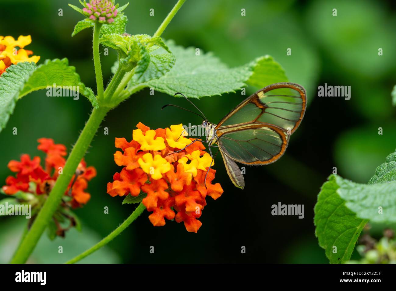 A Hymenaea Clearwing buttterfly, Episcada hymenaea, feeds on the ...