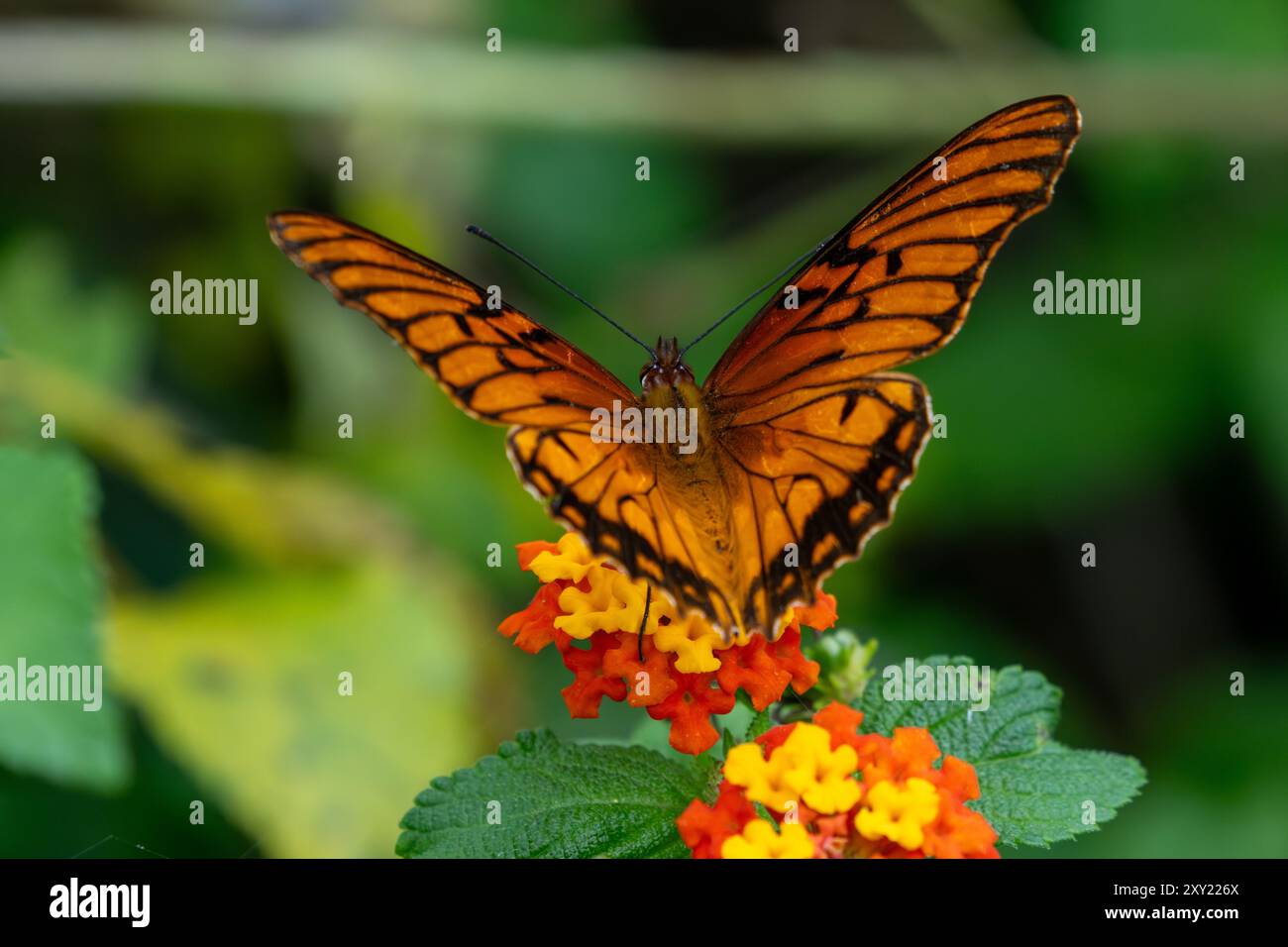 A Mexican Silverspot butterfly, Dione moneta, feeds on the flowers of a ...