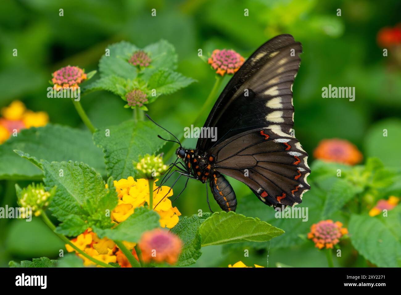 Gold rim swallowtail battus polydamas hi-res stock photography and ...