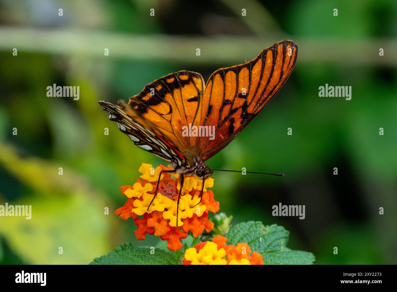 A Mexican Silverspot butterfly, Dione moneta, feeds on the flowers of a ...